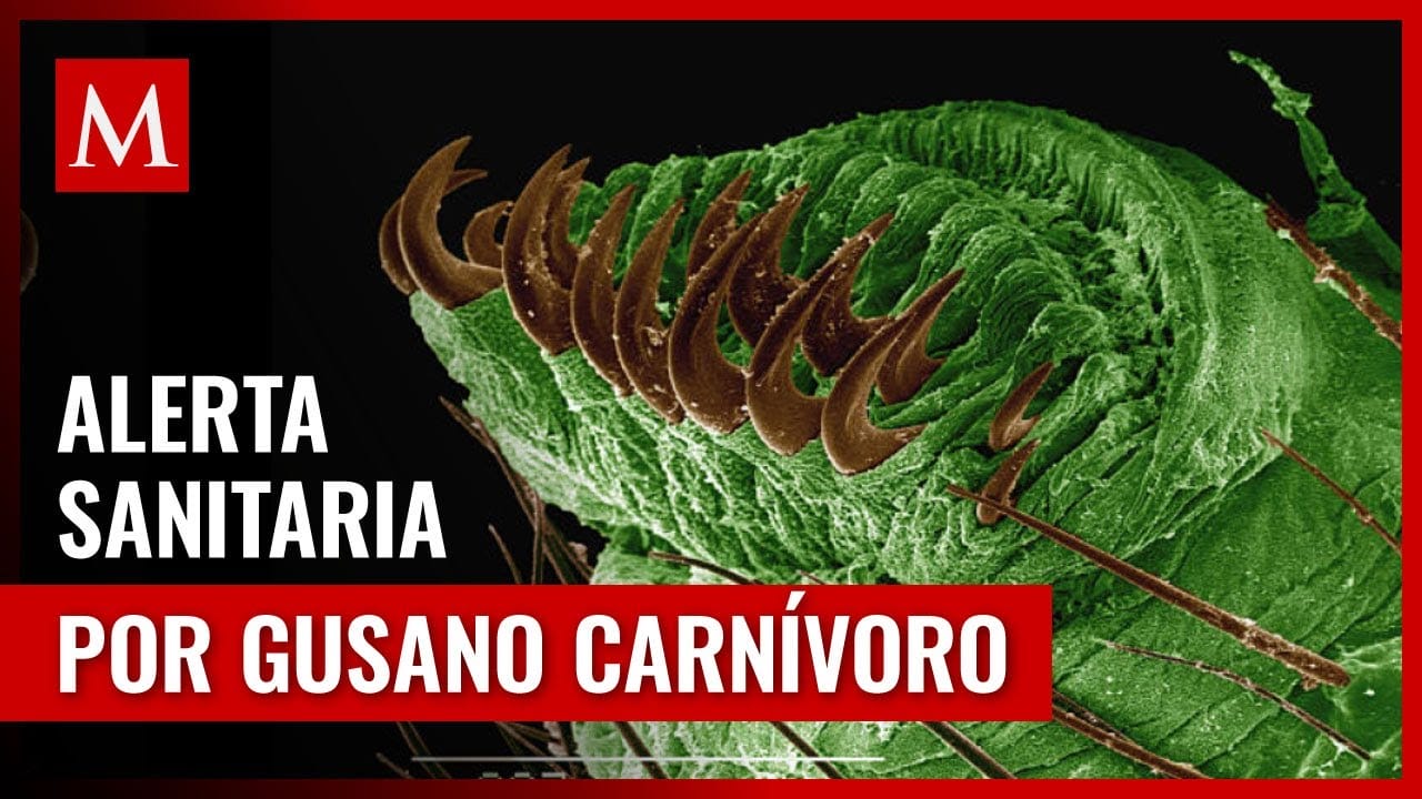 Aumentan los Casos de Gusano Barrenador Alerta Sanitaria en Panamá - Diario Digital Panameño